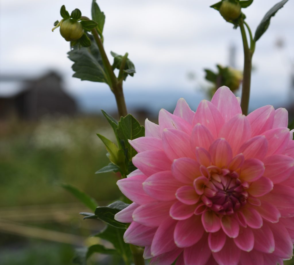 Home | Winifred Farms Logo Site